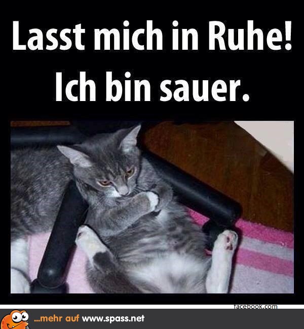 Und wehe, ihr lasst mich nicht wirklich in Ruhe! | Lustige Bilder auf ...