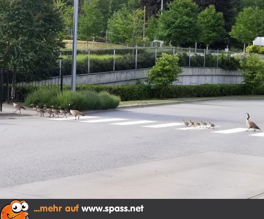 Vorbildlich | Lustige Bilder auf Spass.net